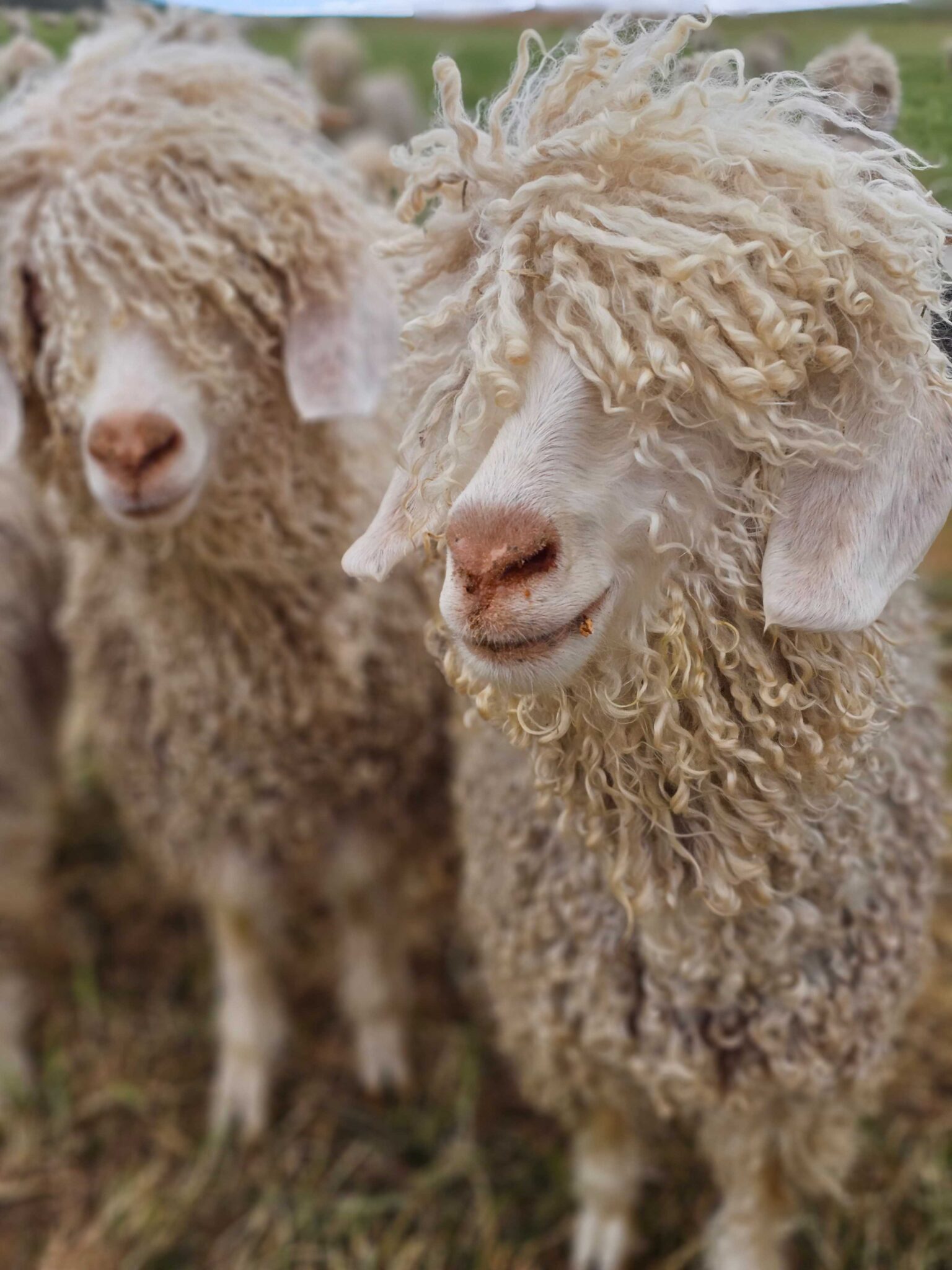 GALLERY – Coral Stephens